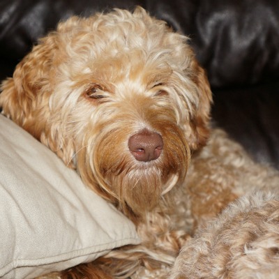 Meet Our Australian Labradoodles