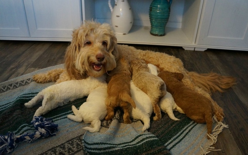 Labradoodle Adoption Information