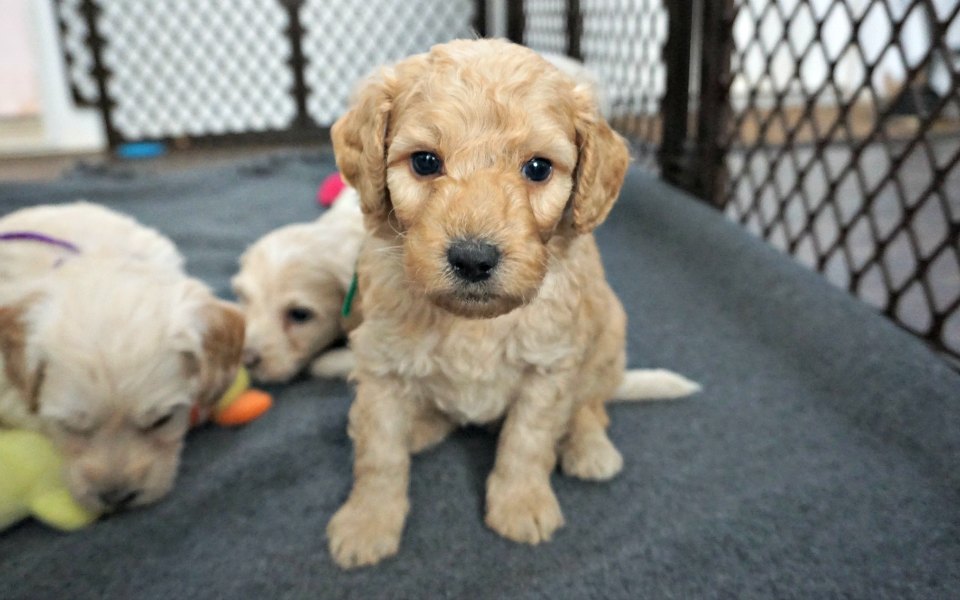 Miniature Australian Labradoodle Puppies