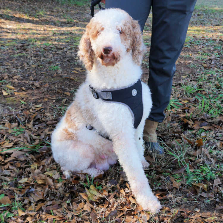 Meet Our Australian Labradoodles