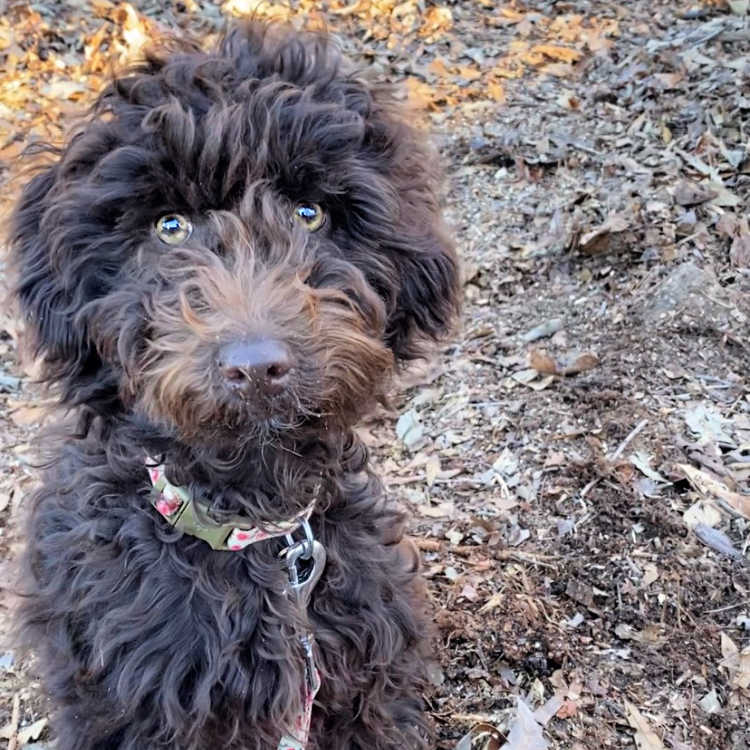 Meet Our Australian Labradoodles