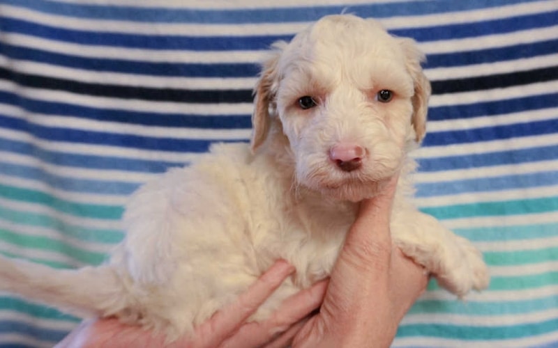 Miniature Australian Labradoodle Puppies