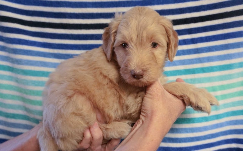 Miniature Australian Labradoodle Puppies