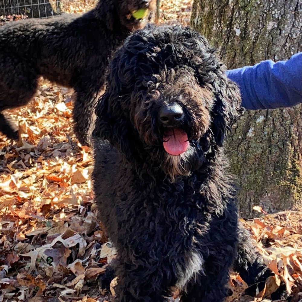 Meet Our Australian Labradoodles