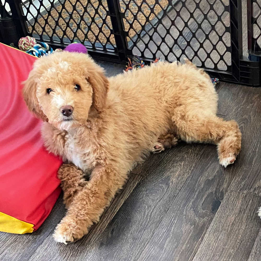 Meet Our Australian Labradoodles