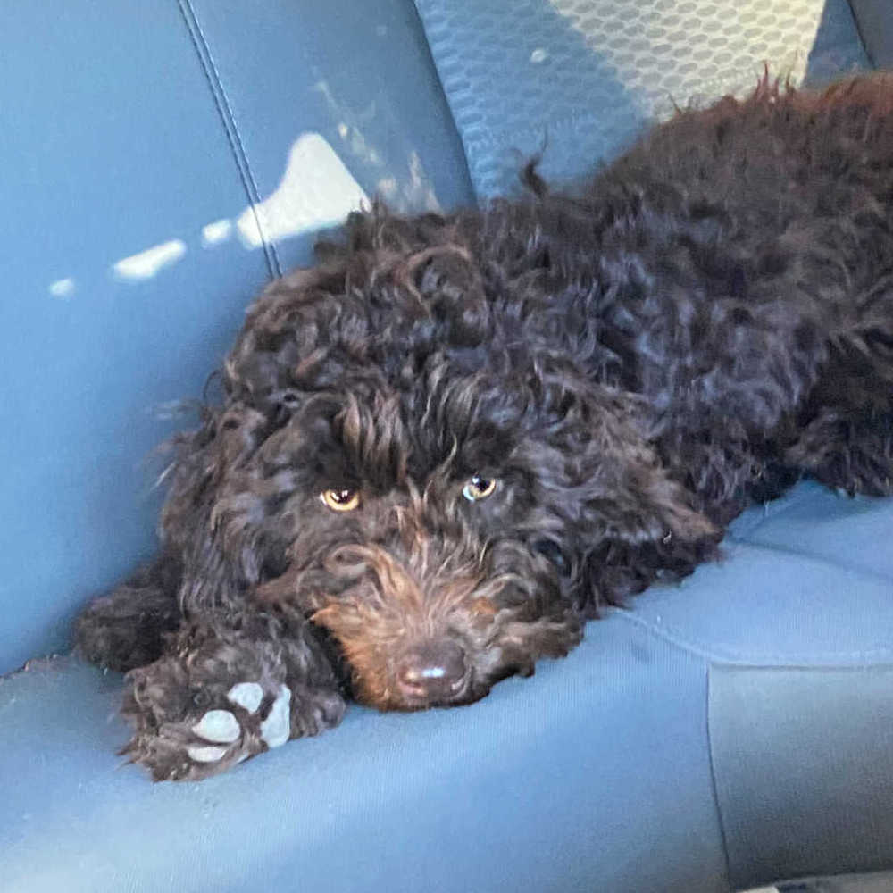 Meet Our Australian Labradoodles