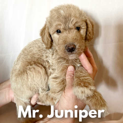 Miniature Australian Labradoodle Puppies