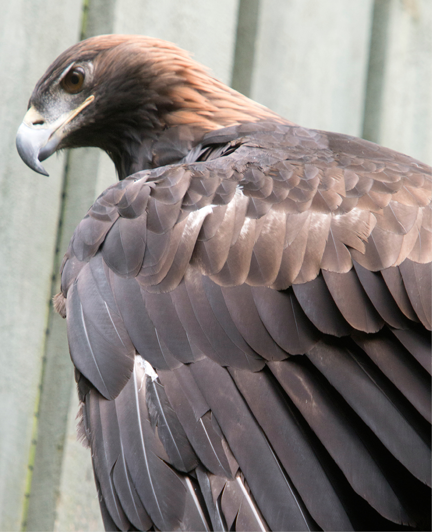 Golden Eagle - Arizona