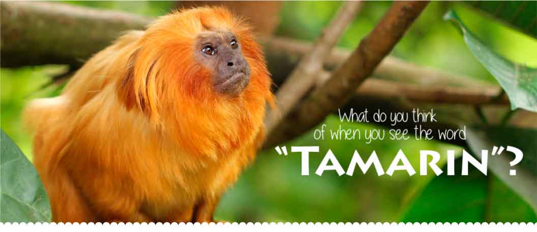 Get to know the Tamarins!!