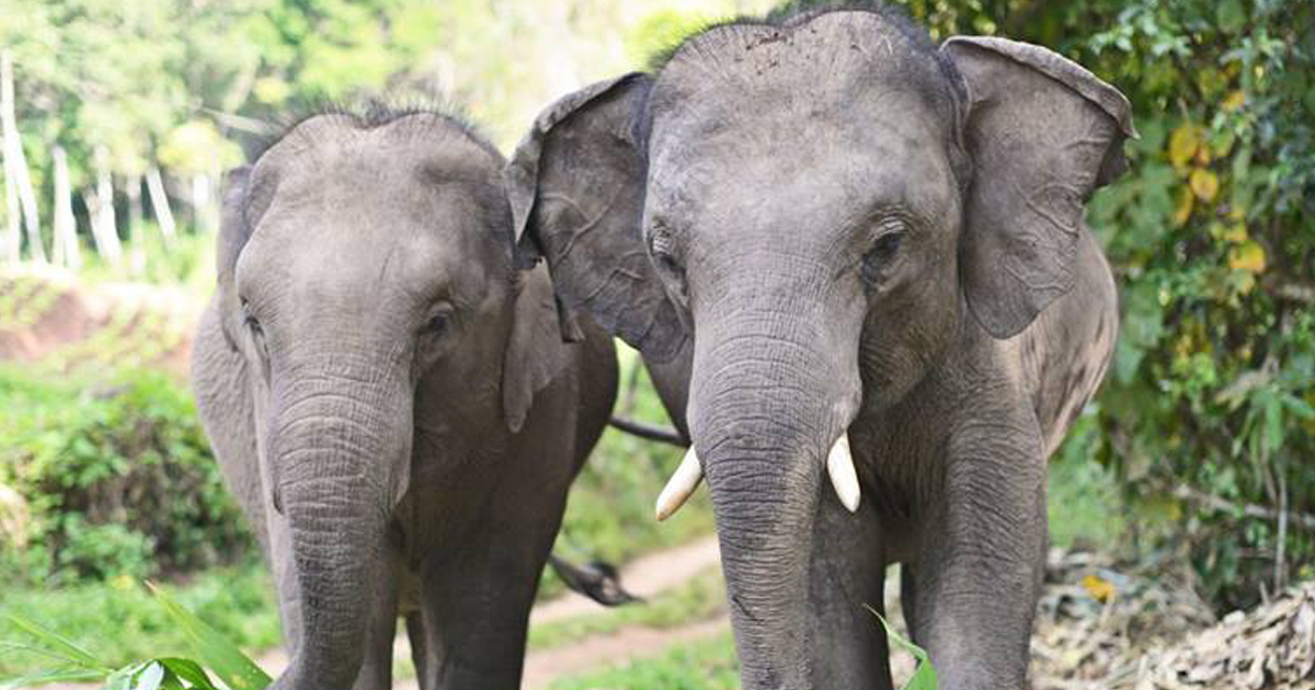 Jennie of the Jungle | One Week in Elephant Town