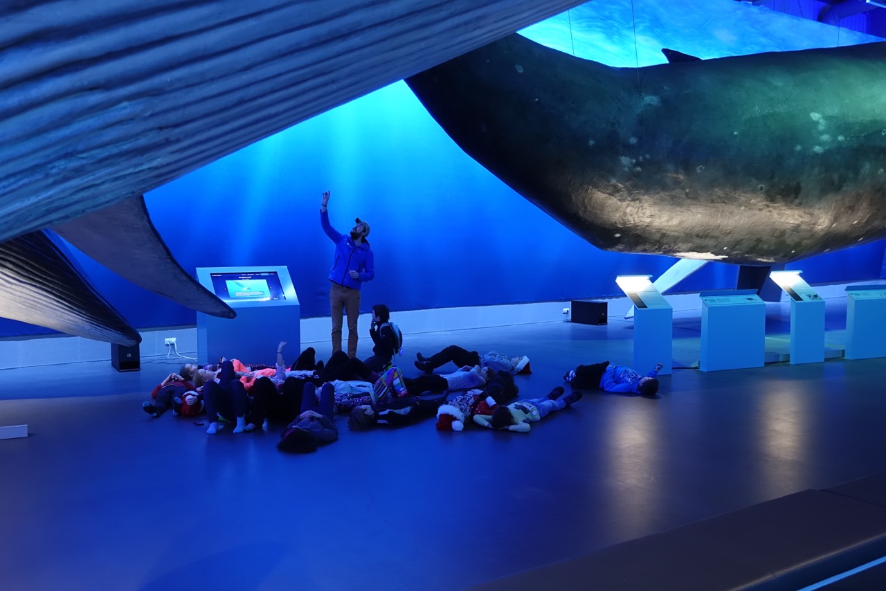 Exhibition | Whales of Iceland - The Largest Whale Exhibition in Europe ...