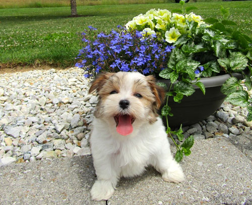 Contented Puppies Paradise Home