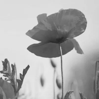 Research Database | COFEPOW