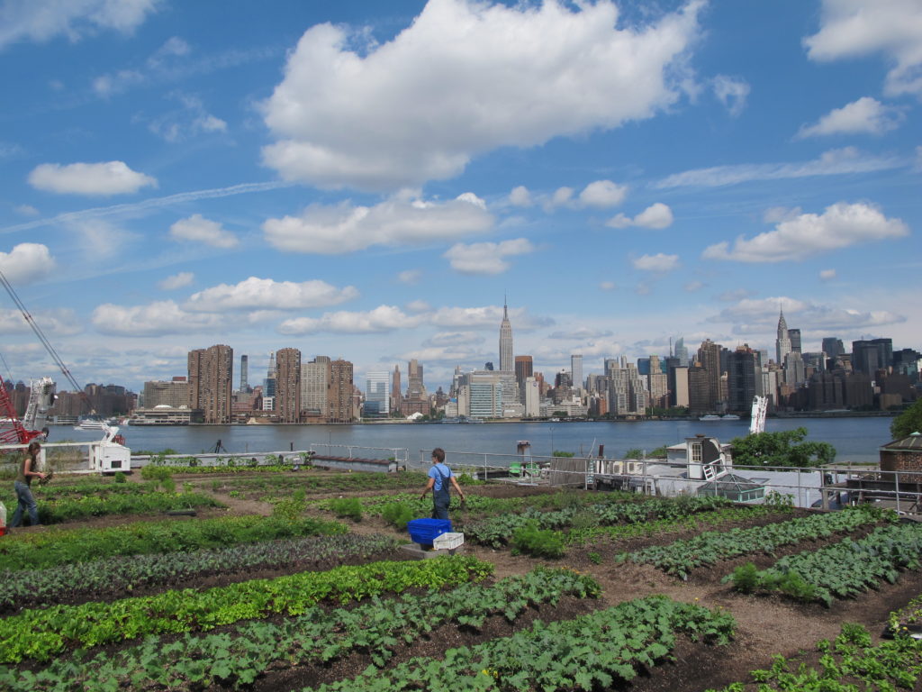 A Quick and Simple Guide To Urban Farming In NYC