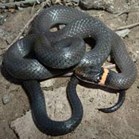 Snake Control Service in Rhode Island: RI Snake Control