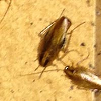 Rhode Island Pest Control-Bed Bugs, Bats, Termites, Mice. ALL of RI