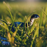 Snake Control Service in Rhode Island: RI Snake Control