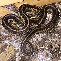 Snake Control Service in Rhode Island: RI Snake Control