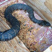 Snake Control Service in Rhode Island: RI Snake Control