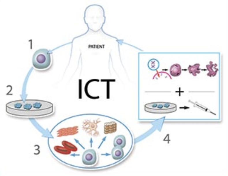 Induced Cell Turnover: A Novel Therapeutic Modality for In Situ Tissue ...