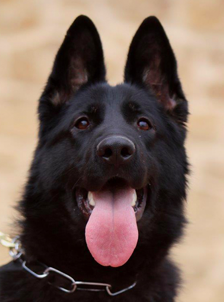 Canine Protection International | Dogs by CPI