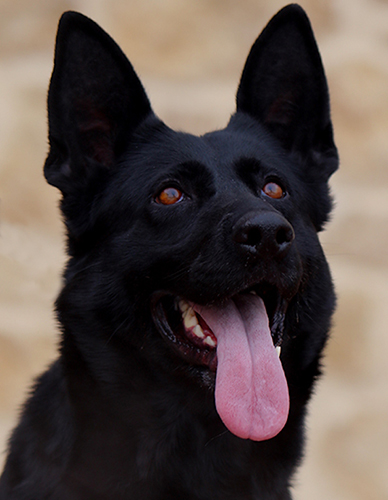 Canine Protection International | Dogs by CPI