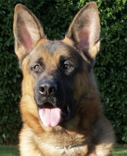 Canine Protection International | Dogs by CPI