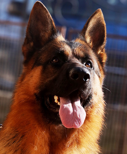 Canine Protection International | Dogs by CPI