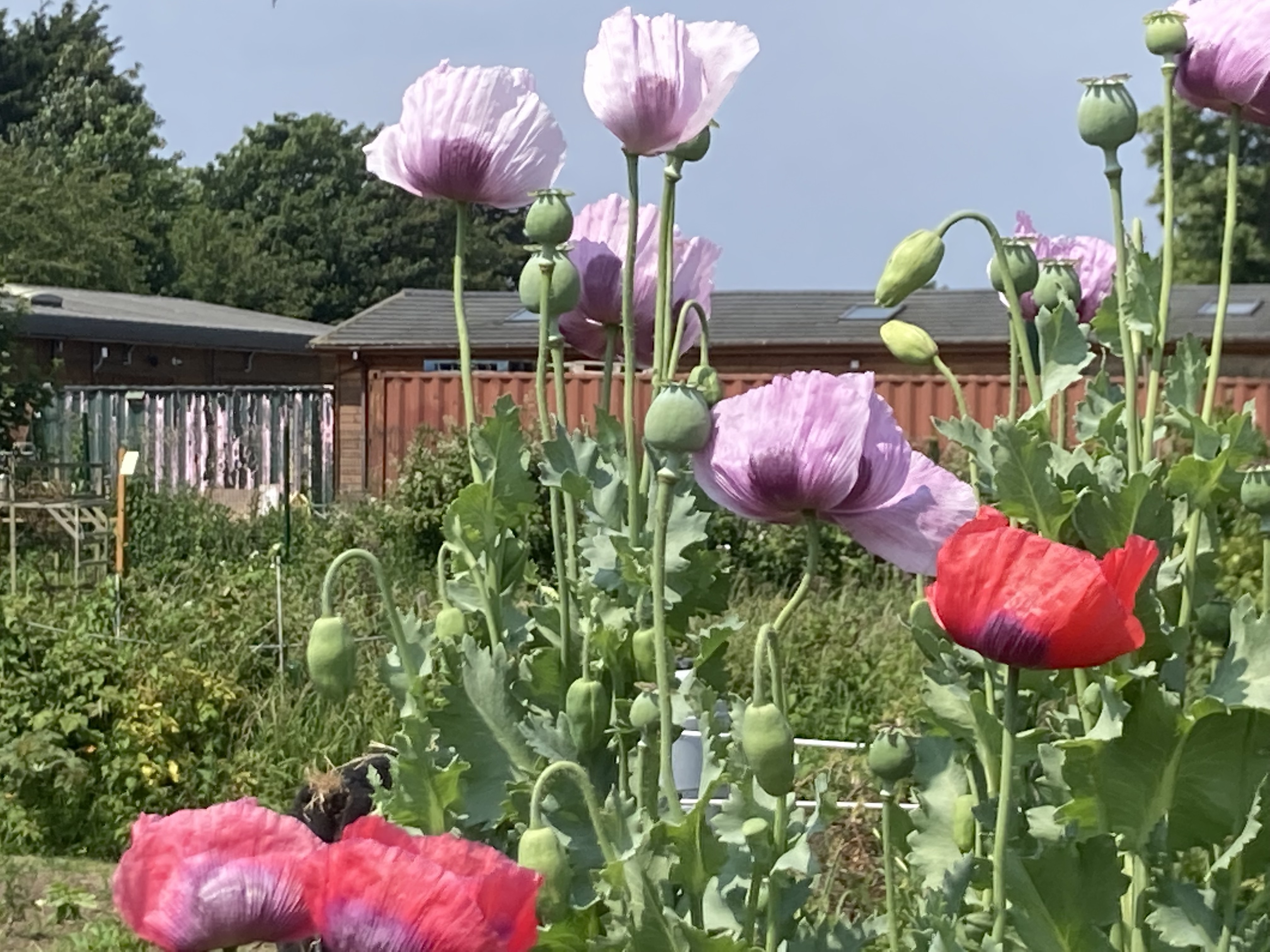 Nature's bounty | Mindpool blog