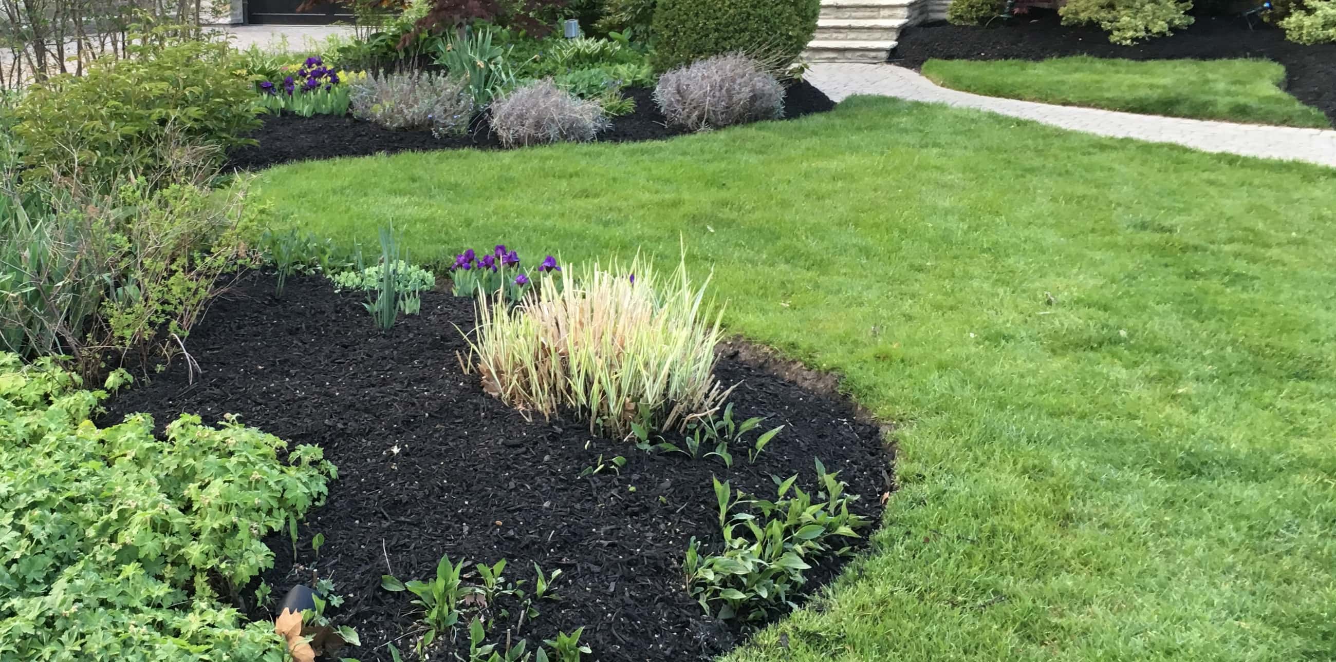 Enhance® Black Bark