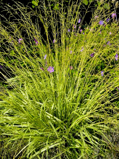 Variegated Moor Grass by Plantstoyou.ca