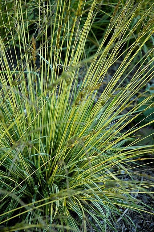 Variegated Moor Grass - 11 cm Prem