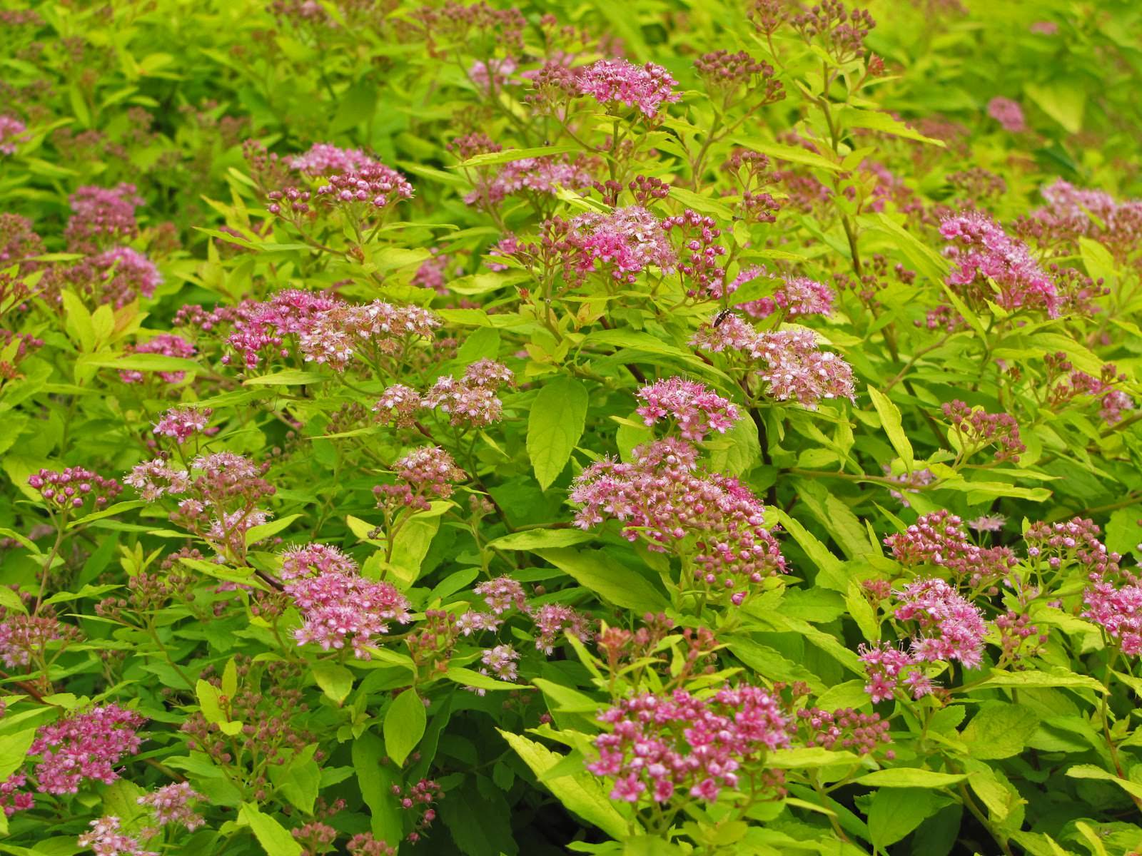 Gold flame Spirea - 2 Gal