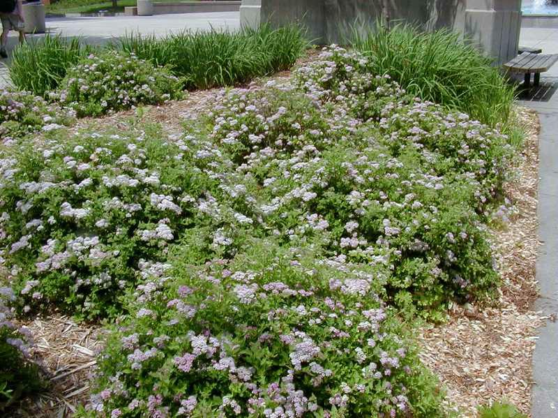 Spirea Little Princess - 2 gal