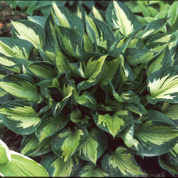 Hosta 'Whirlwind' - 1 gal