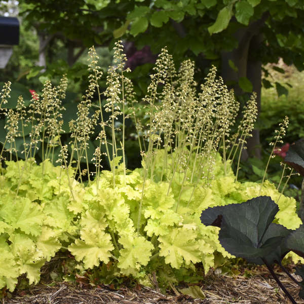 Heuchera Twist of Lime - 1 gal