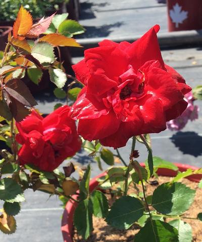 Canadian Shield Rose - 1 gal