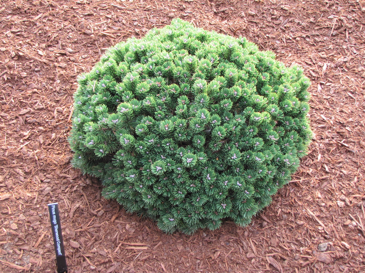 Compact Mugo Pine - 2 gal