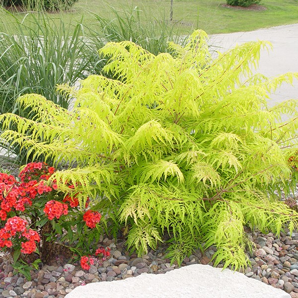 Tiger Eyes Cutleaf Sumac - 2 gal FE