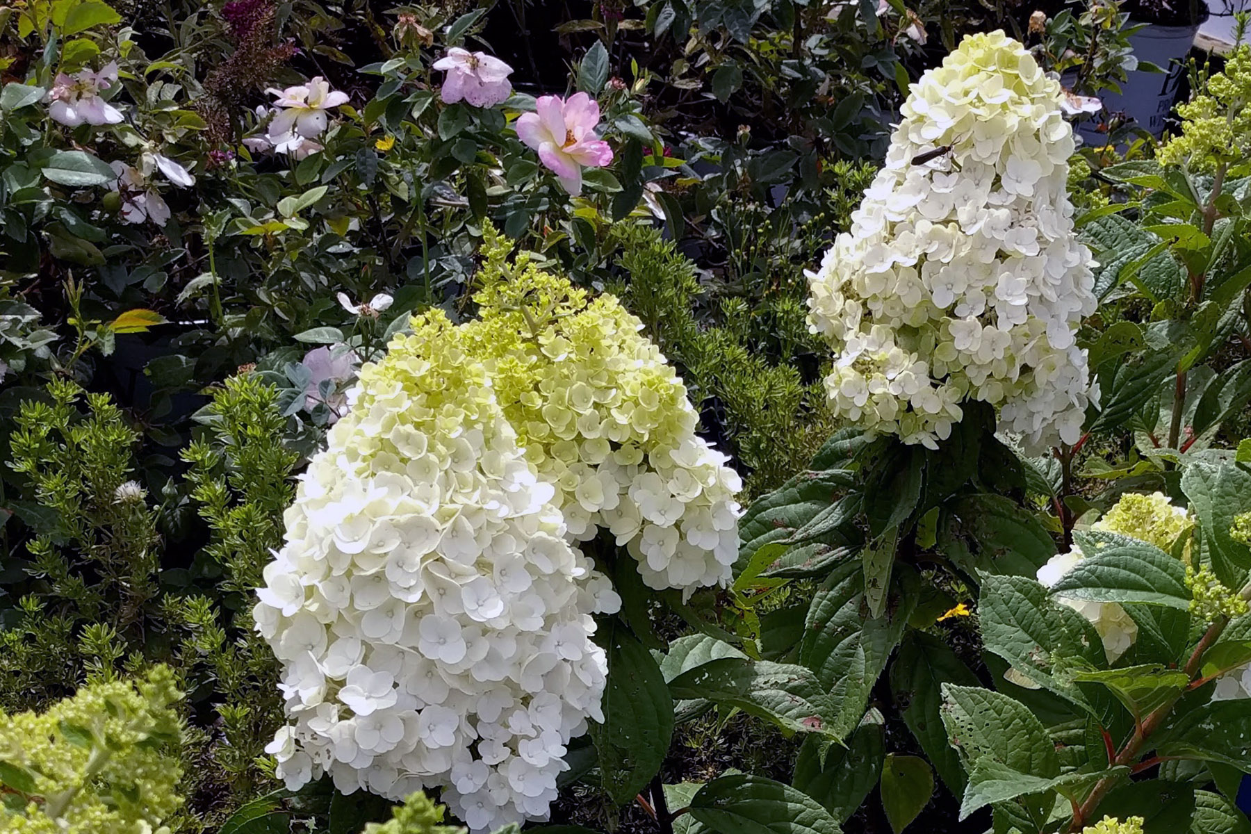Hydrangea lavalamp 'Moonrock' - 2 gal BE