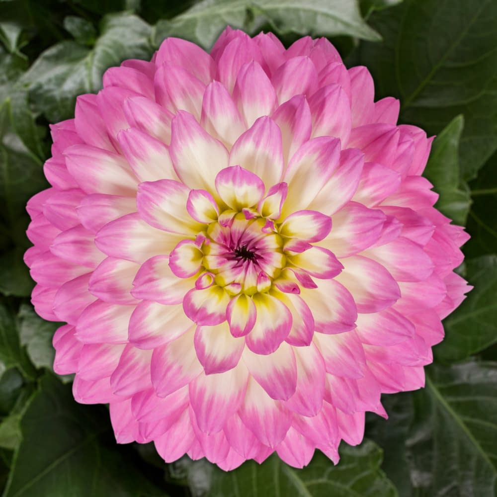 Dalaya Venti Pink White Eye Dahlia - 11cm