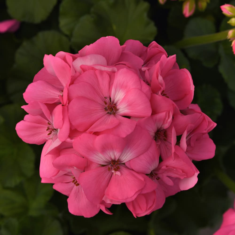 Galaxy‚ Pink Zonal Geranium - 11cm