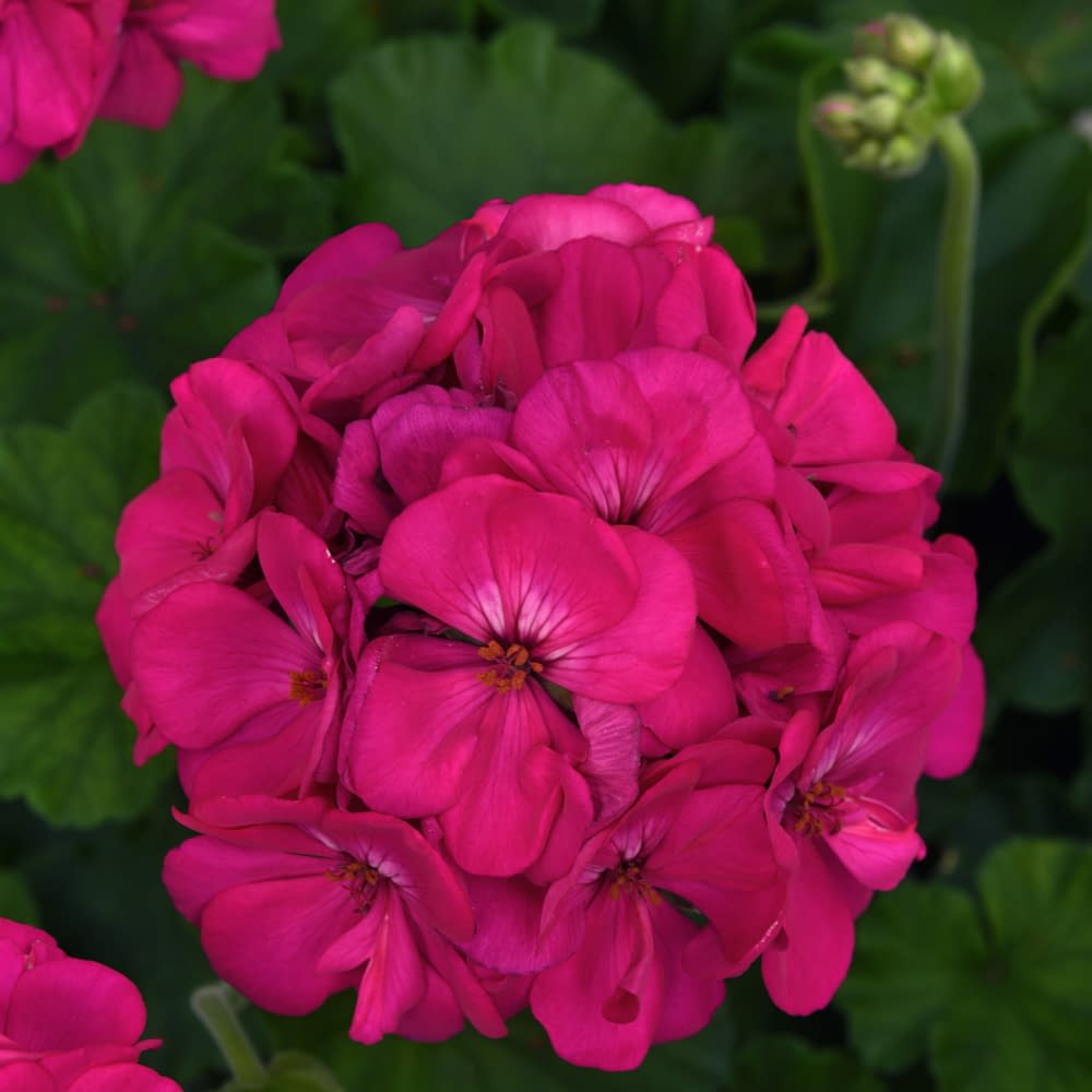 Galaxy‚ Purple Zonal Geranium - 11cm