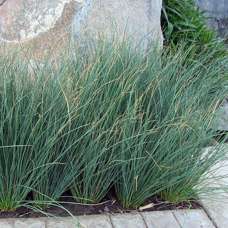 Blue Arrows ColorGrass Juncus - 11cm