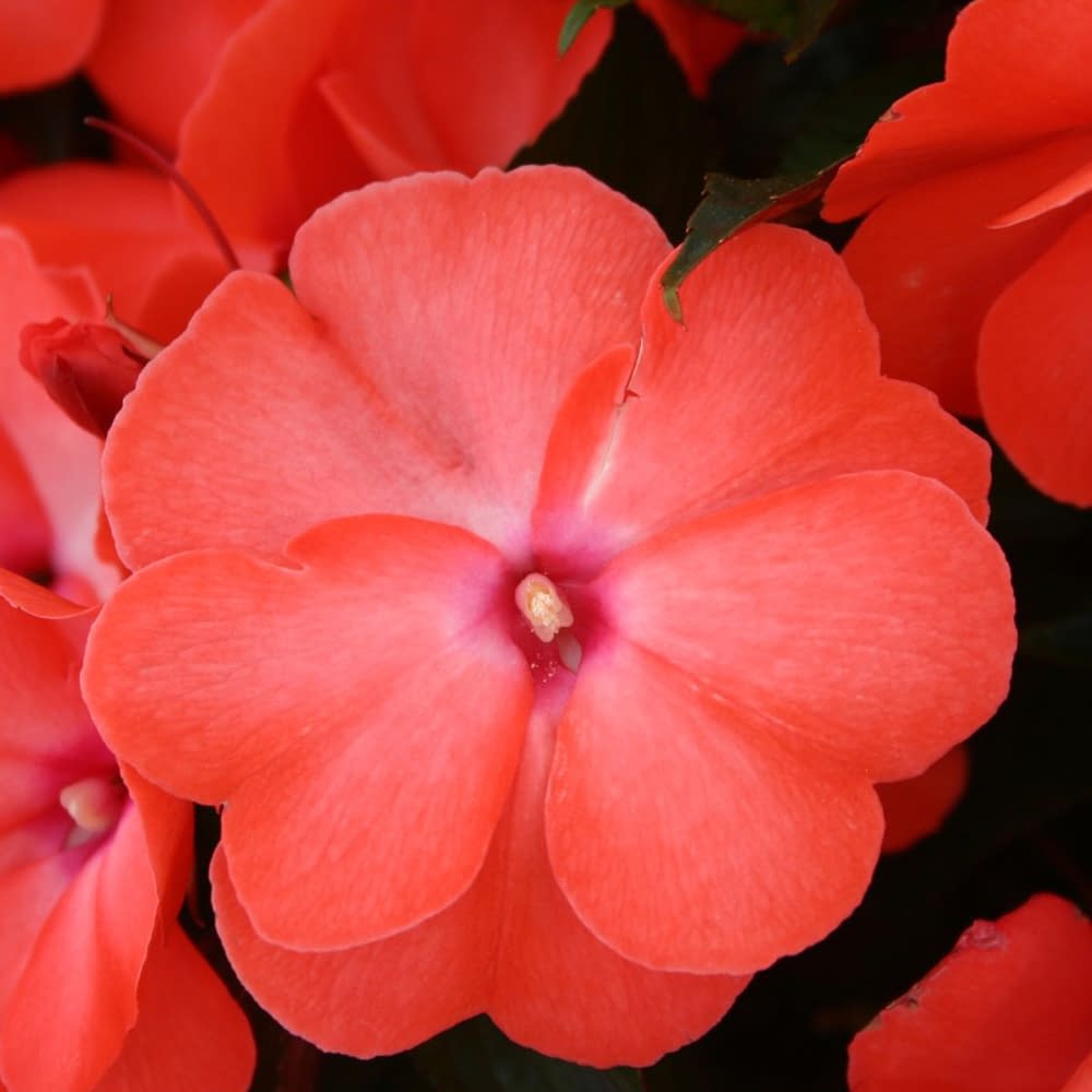 New Guinea Magnum Wild Salmon Impatiens - 11cm