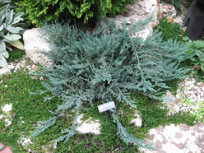 Icee Blue® Juniper - 2 gal