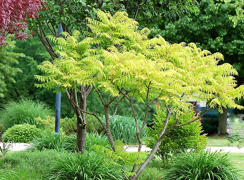 Smooth Sumac - 1 gal