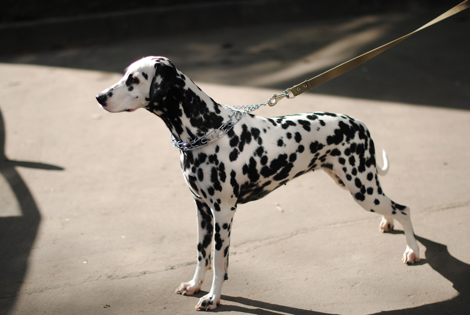 How To Use A Dog Choke Collar Safely How To Use A Dog Choke Collar Safely