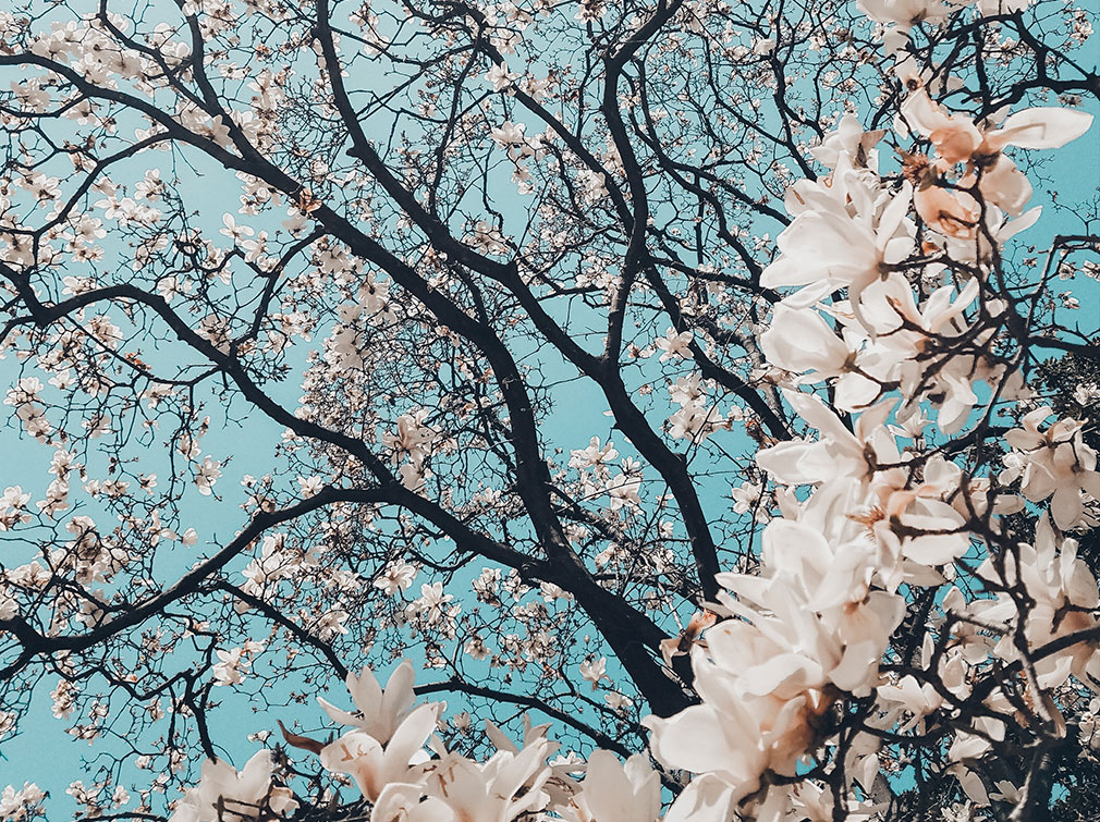 Uma nova primavera presbiteriana