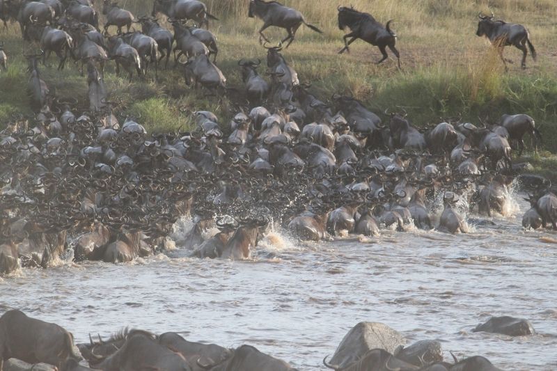 What Makes The Great Migration River Crossing Special -- Safari By Z